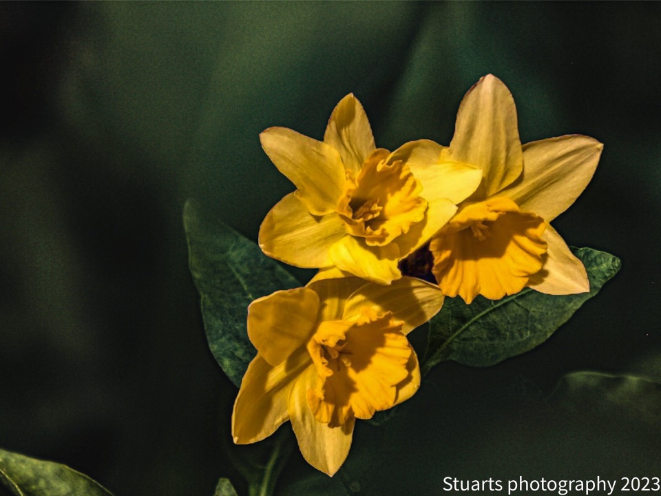 Daffodils | Stuart46 | Blipfoto