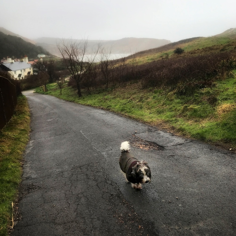 Walking Home | Radish | Blipfoto