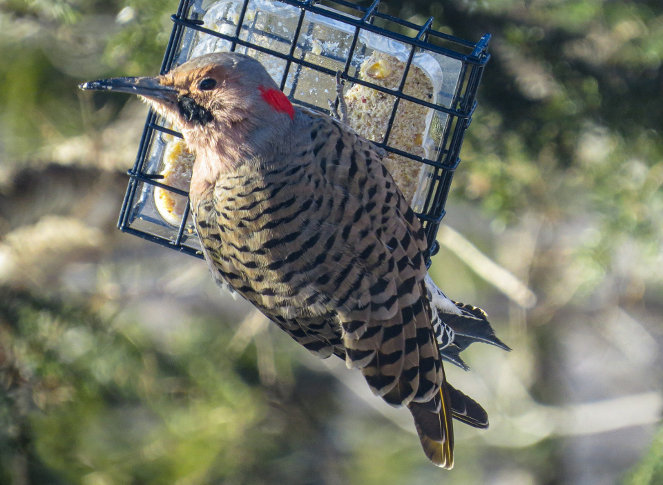 Northern flicker | KathyH58 | Blipfoto