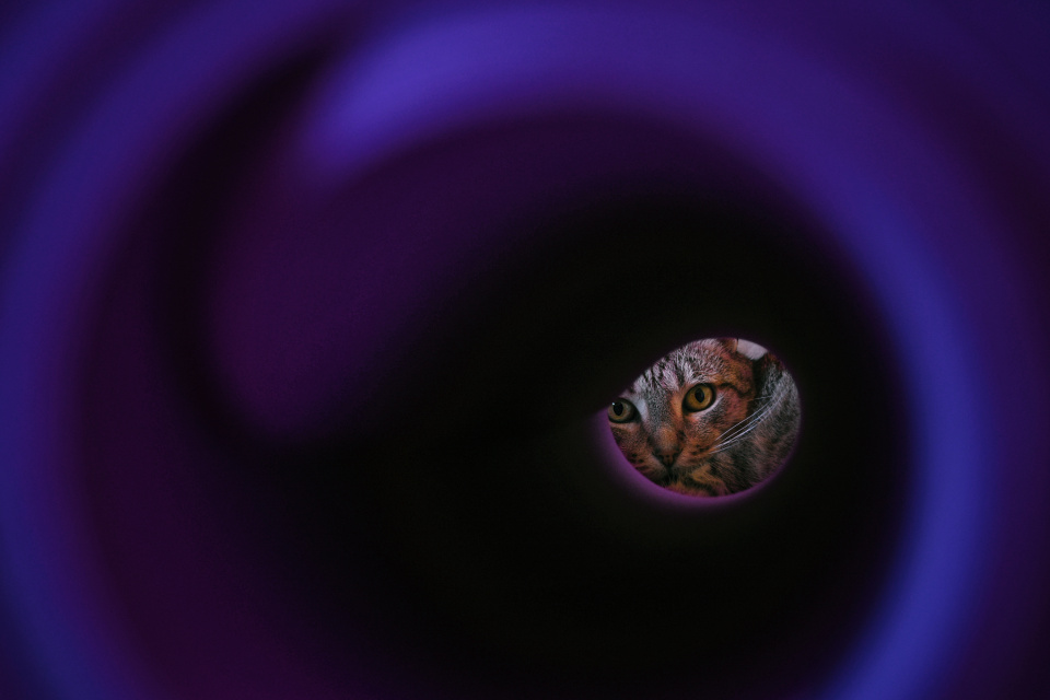 Tunnel Vision | MrsPuff | Blipfoto