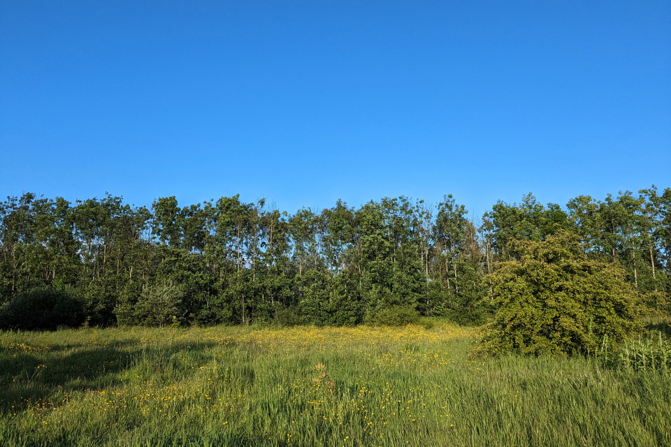 Buttercup season | inukshukne | Blipfoto