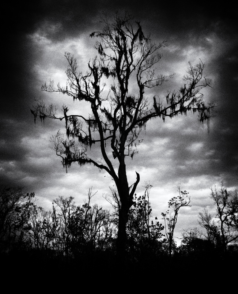Tree | bugsman | Blipfoto