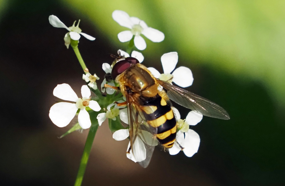 Hoverfly | Miranda1008 | Blipfoto