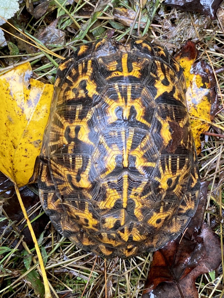 Turtle | Kimb | Blipfoto