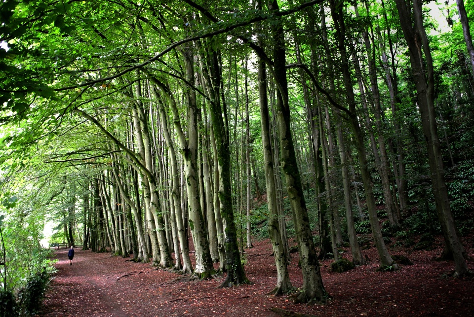 Cwm George Woods | BobsBlips | Blipfoto