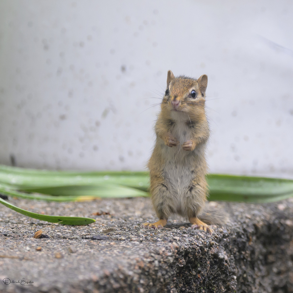 What? | dbifulco | Blipfoto