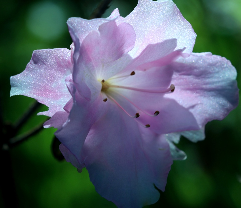 Catching the late afternoon sunlight.. | nangee | Blipfoto