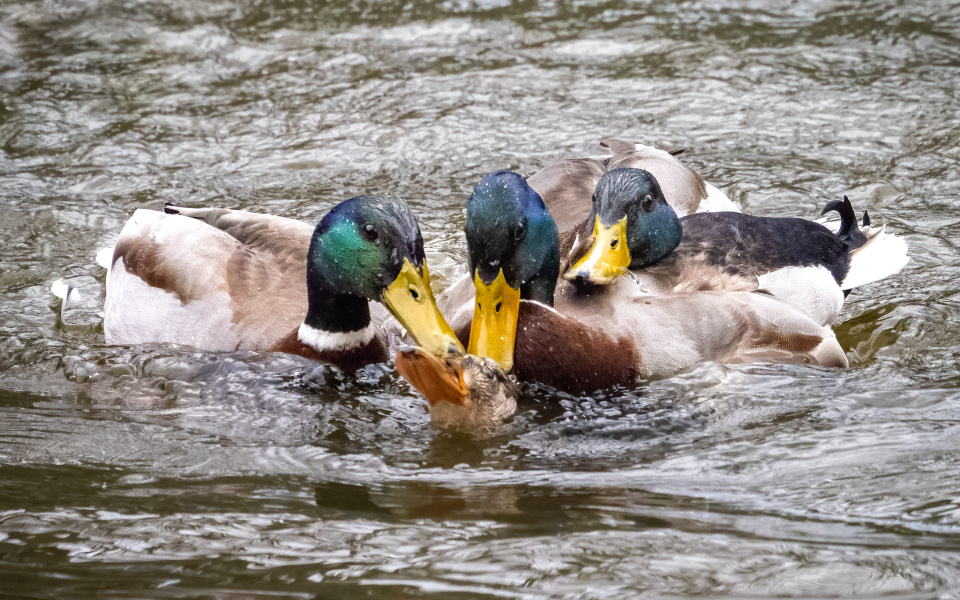 Poor Mrs Duck! | AH14 | Blipfoto