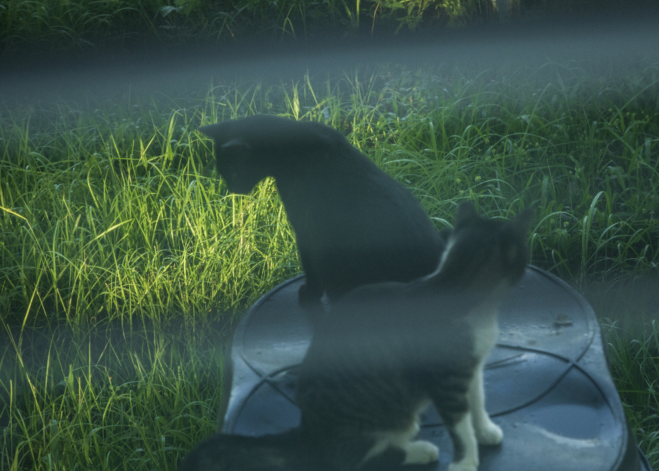 The Kitties | bugsman | Blipfoto