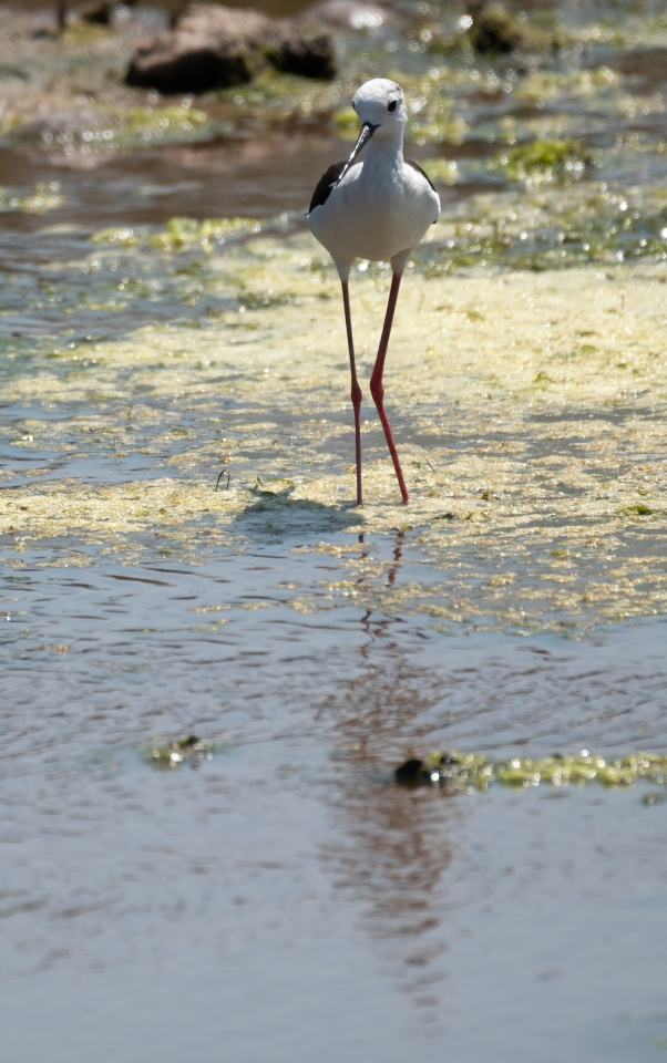 Knock-kneed and lonely.. | Fuentes3 | Blipfoto