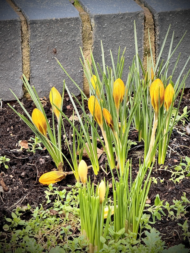 i very much enjoy Rick... | catoblips | Blipfoto