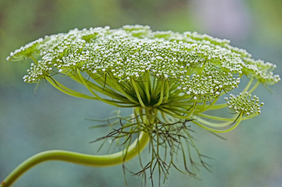 Compound umbel of Wild Carrot | Ingeborg | Blipfoto