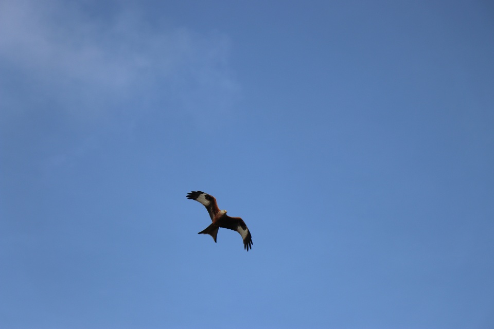 Hovering on the wind | spishy | Blipfoto