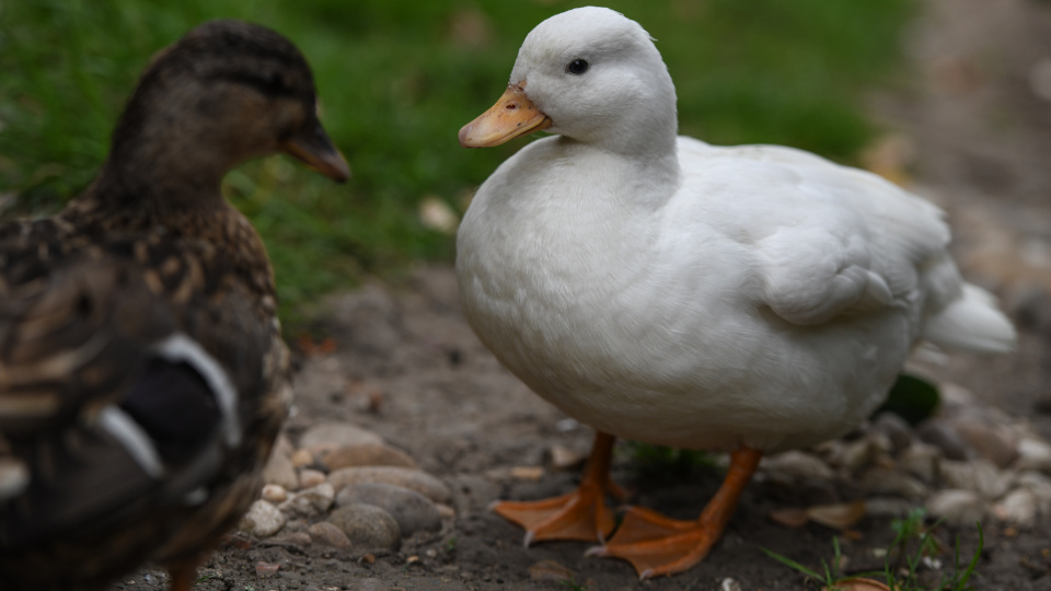 Garden: Wing Waggling | Chamaeleo | Blipfoto