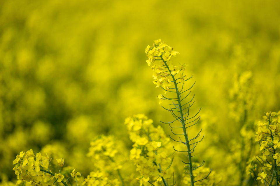 A mellow yellow bank holiday | NickyR | Blipfoto