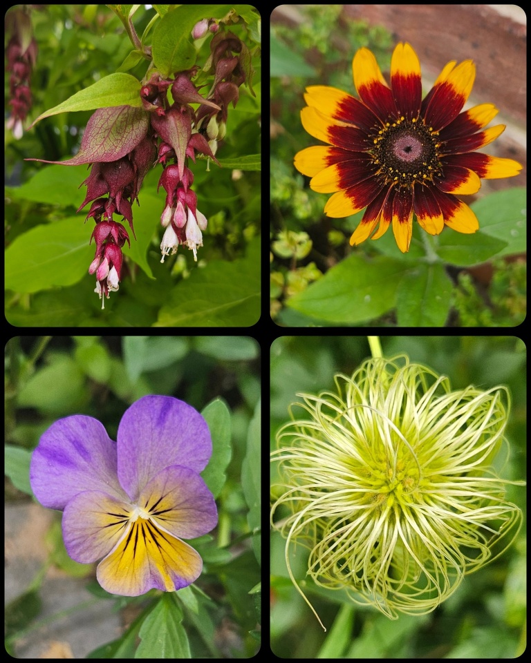 Flower Friday | dollydoug | Blipfoto