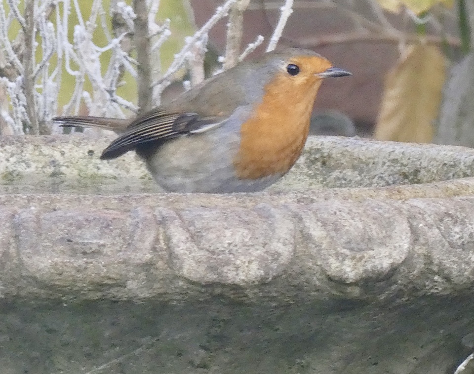 Robin in a hot tub ? | orchid99 | Blipfoto