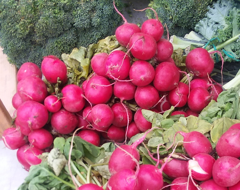 Royal Red Radishes | outdoorguy | Blipfoto