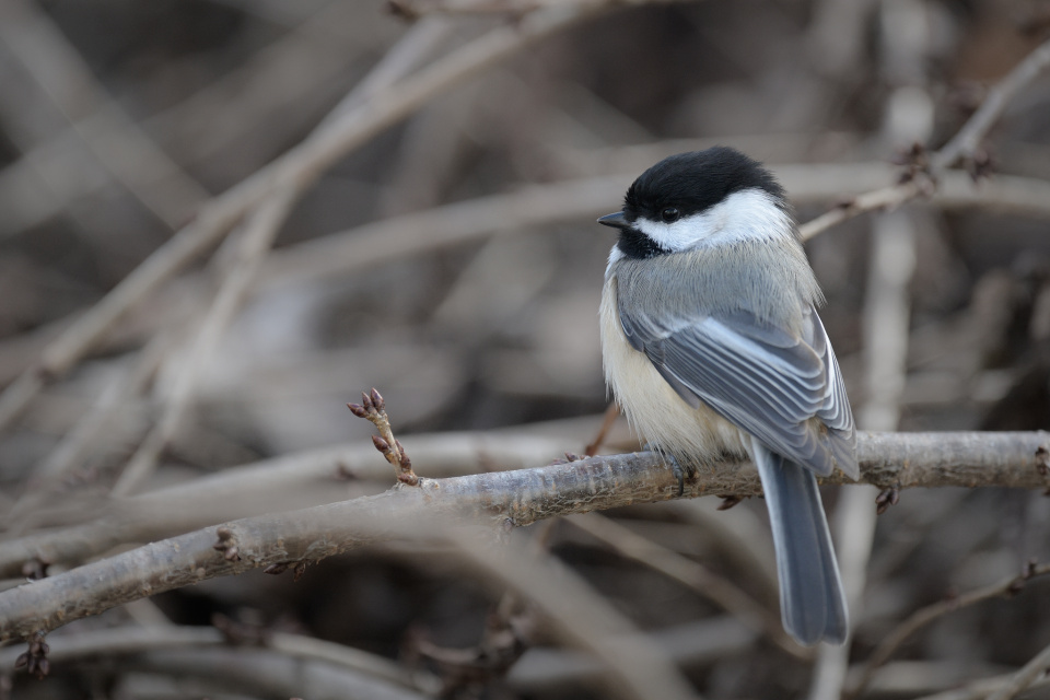 Ho Hum | dbifulco | Blipfoto