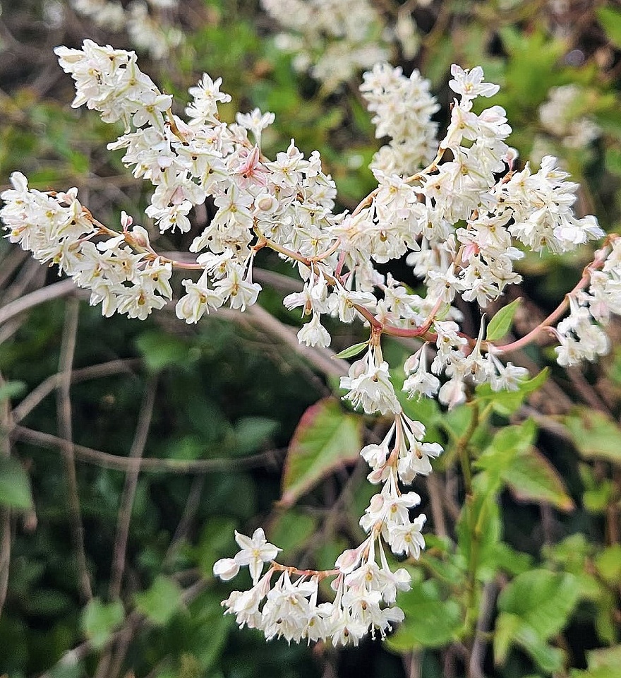 Silver Lace Vine | dollydoug | Blipfoto
