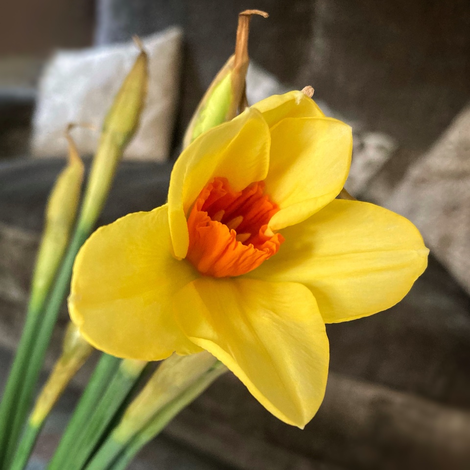Flower Friday - Blooming Daffodil | RadioGirl | Blipfoto