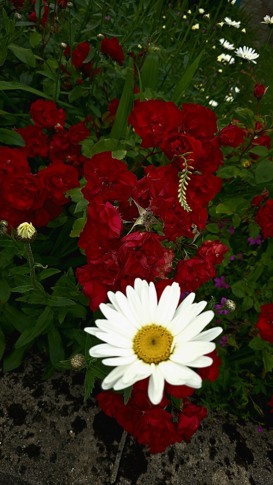 Flower Friday | snapper | Blipfoto