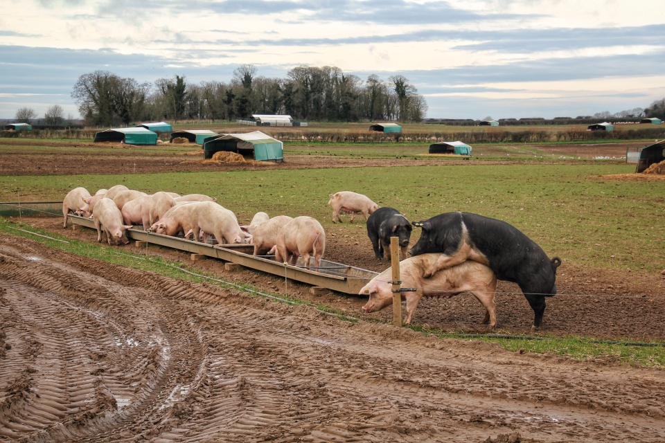 Making Bacon | JohnRH | Blipfoto