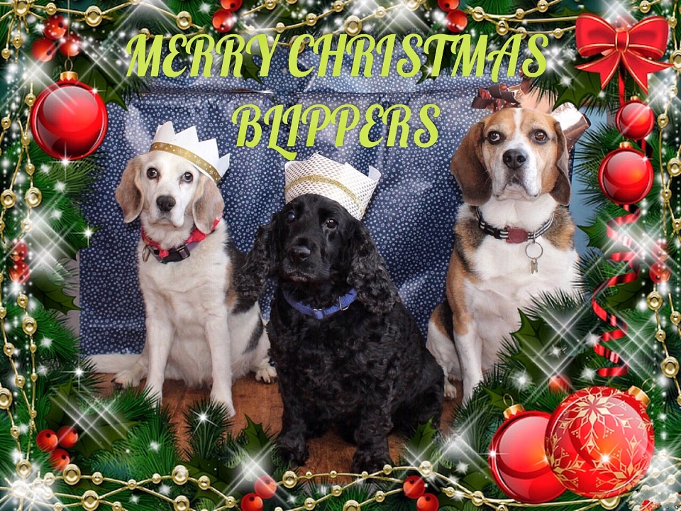 The Three Wise Dogs?? | Charlie17 | Blipfoto