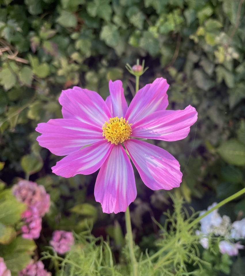 The first Cosmos flower | jennym999 | Blipfoto