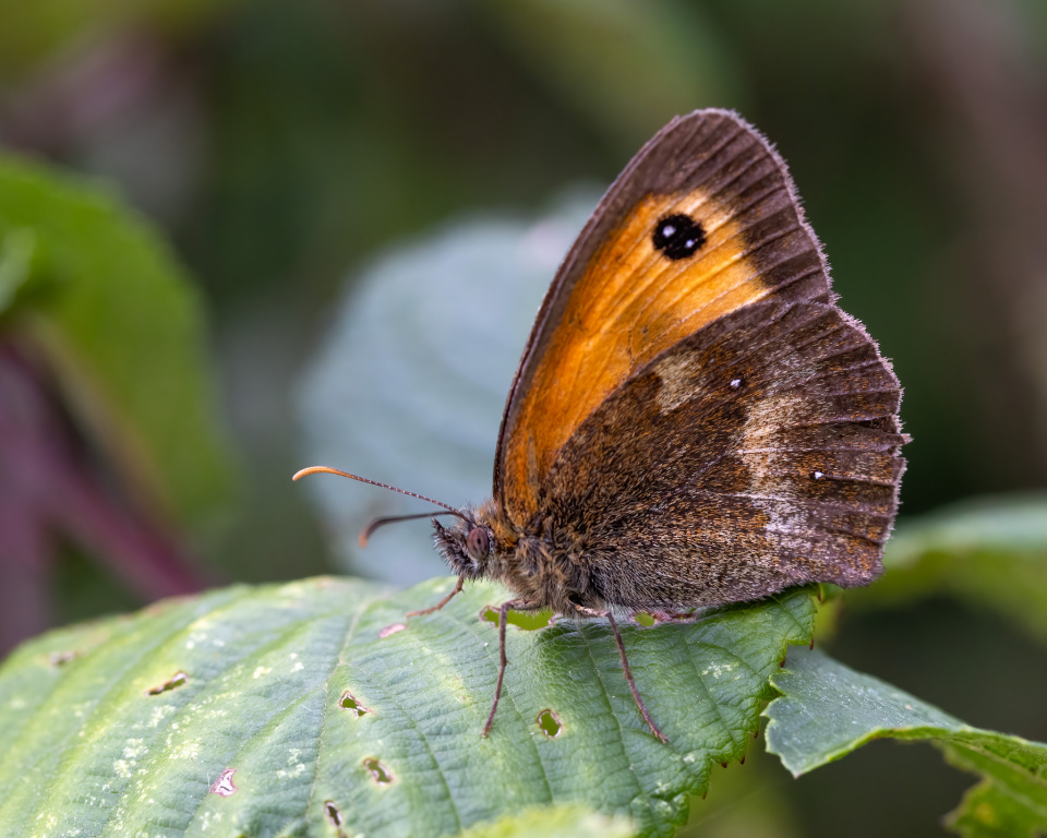 Gatekeeper | Hillyblips | Blipfoto