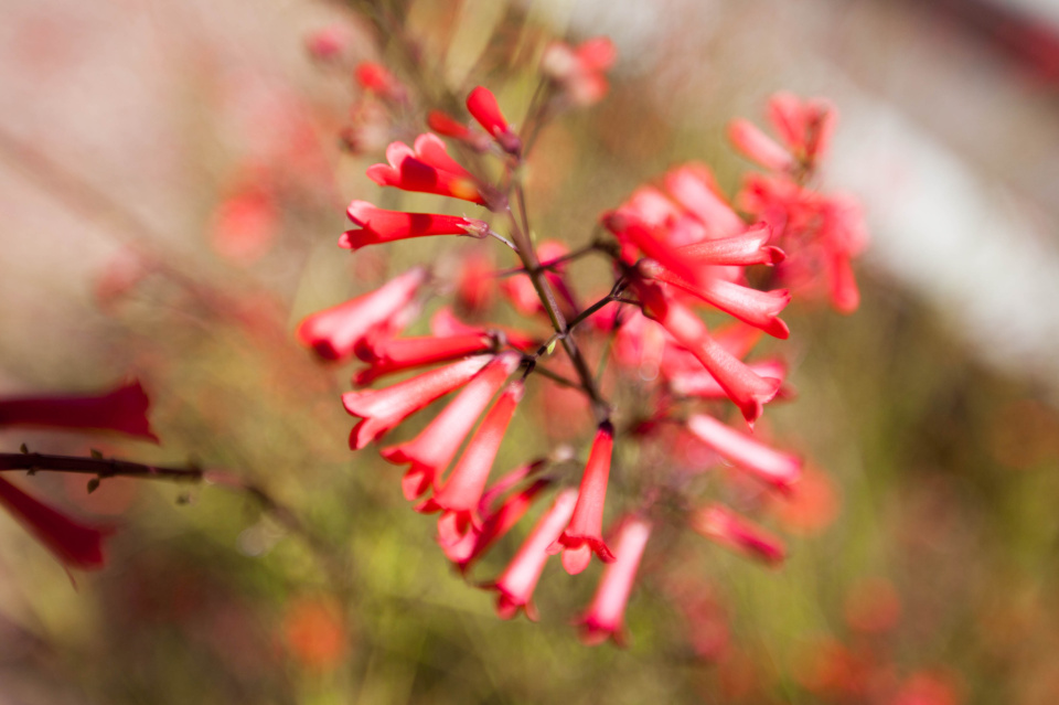 Firecracker bush | FotoAlex | Blipfoto