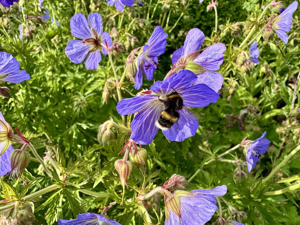 Indentification by AI | edisteve | Blipfoto