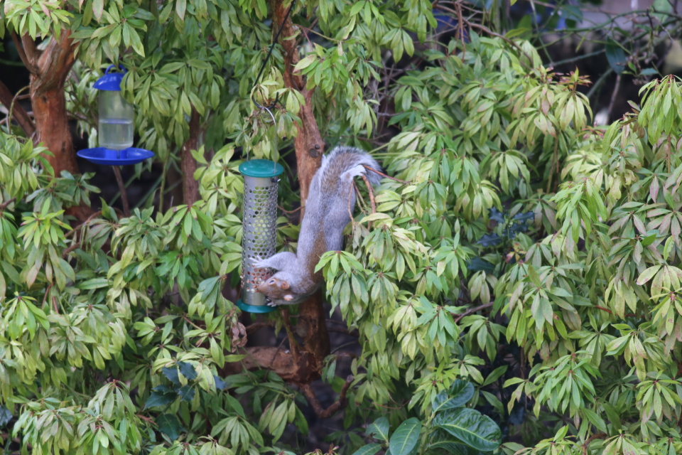 Great British Squirrel Watch. | kagsy | Blipfoto