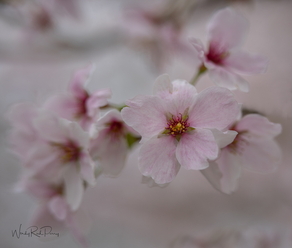 Cherry Blossom | wrperry | Blipfoto