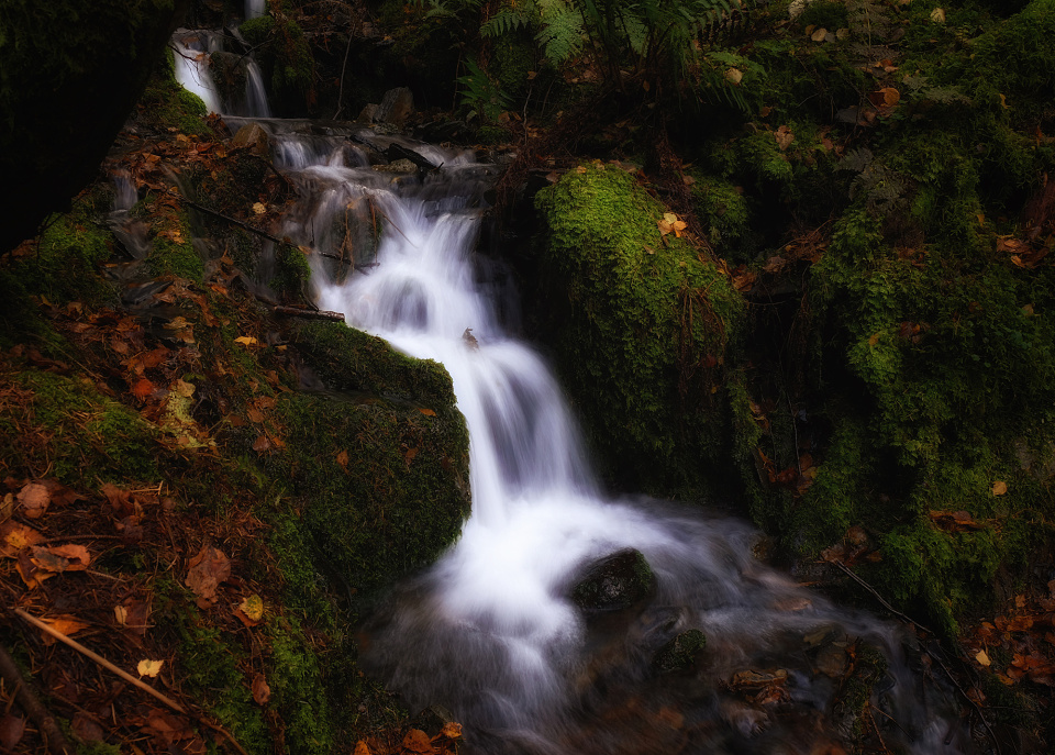 Had a walk in Dodd Wood... | marpaul | Blipfoto
