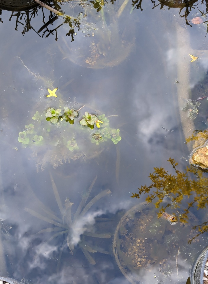 Free-flowing | Melisseus | Blipfoto