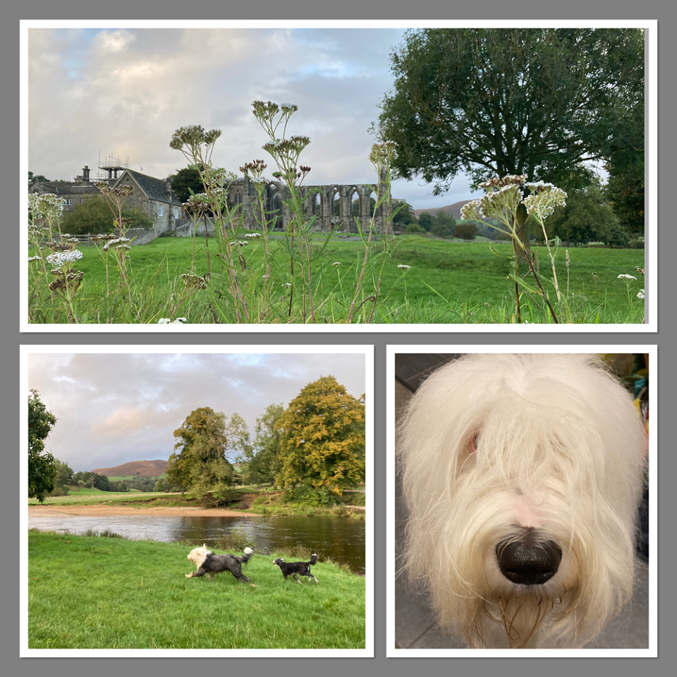 Happy dogs | RMH | Blipfoto