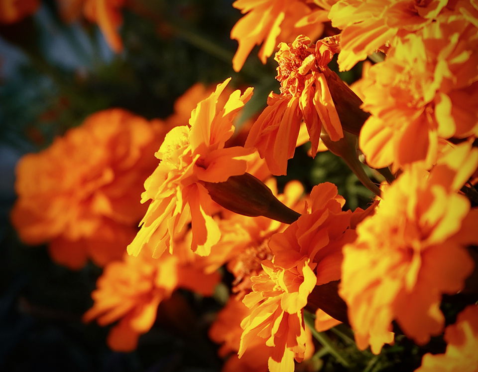 Marigold sunset on 4th of July | BanksiaMan | Blipfoto