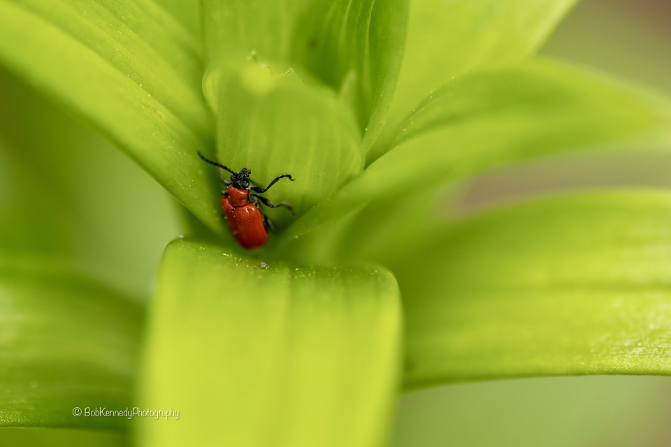 Return of Miss Lily Bug. | BobKennedyPhoto | Blipfoto
