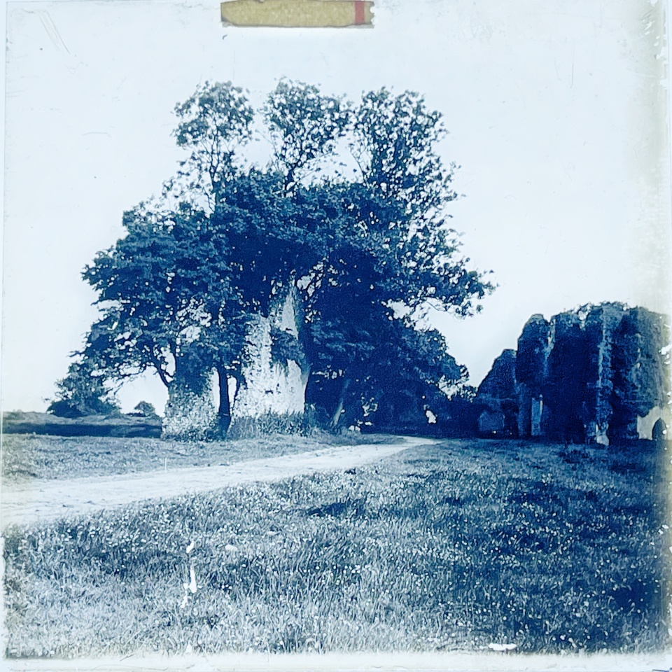 It's Joe Tree Day | sksmagicslides | Blipfoto