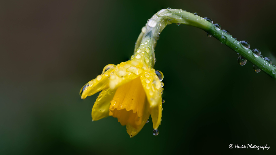 Embrace The Rain | Hevkk | Blipfoto