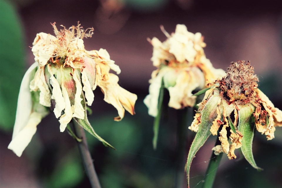 three dead blooms | spishy | Blipfoto
