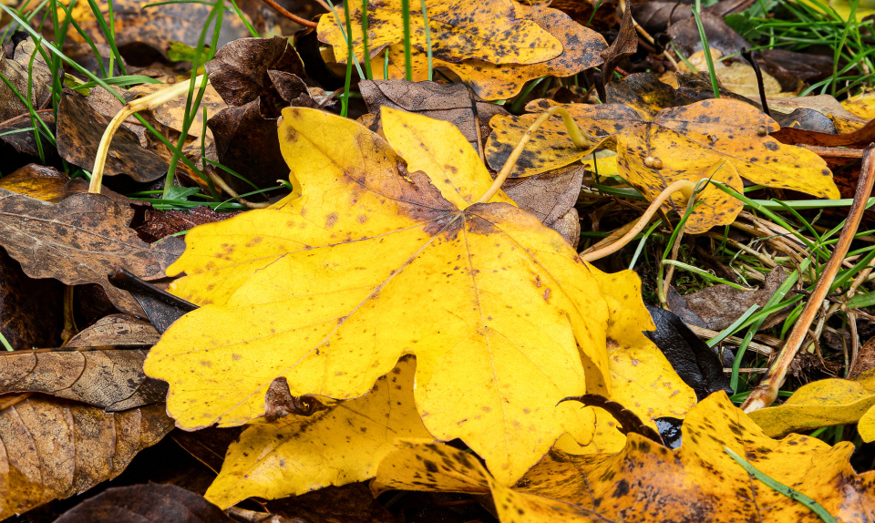 Autumn Decay | madwill | Blipfoto
