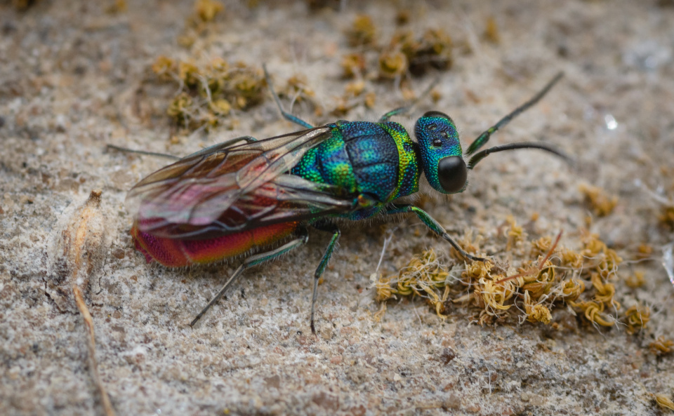 Hedychrum rutilans | JohnGravett | Blipfoto