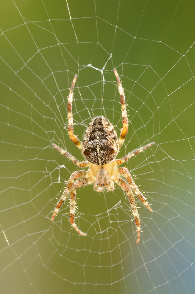 Garden Cross Spider | KevinMaskell | Blipfoto