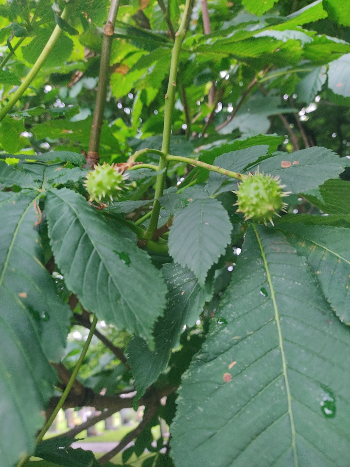 Conkers. | Midlander | Blipfoto