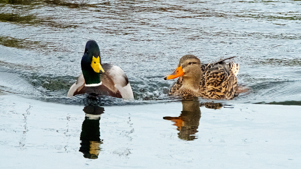 Double ducks | Fuentes3 | Blipfoto