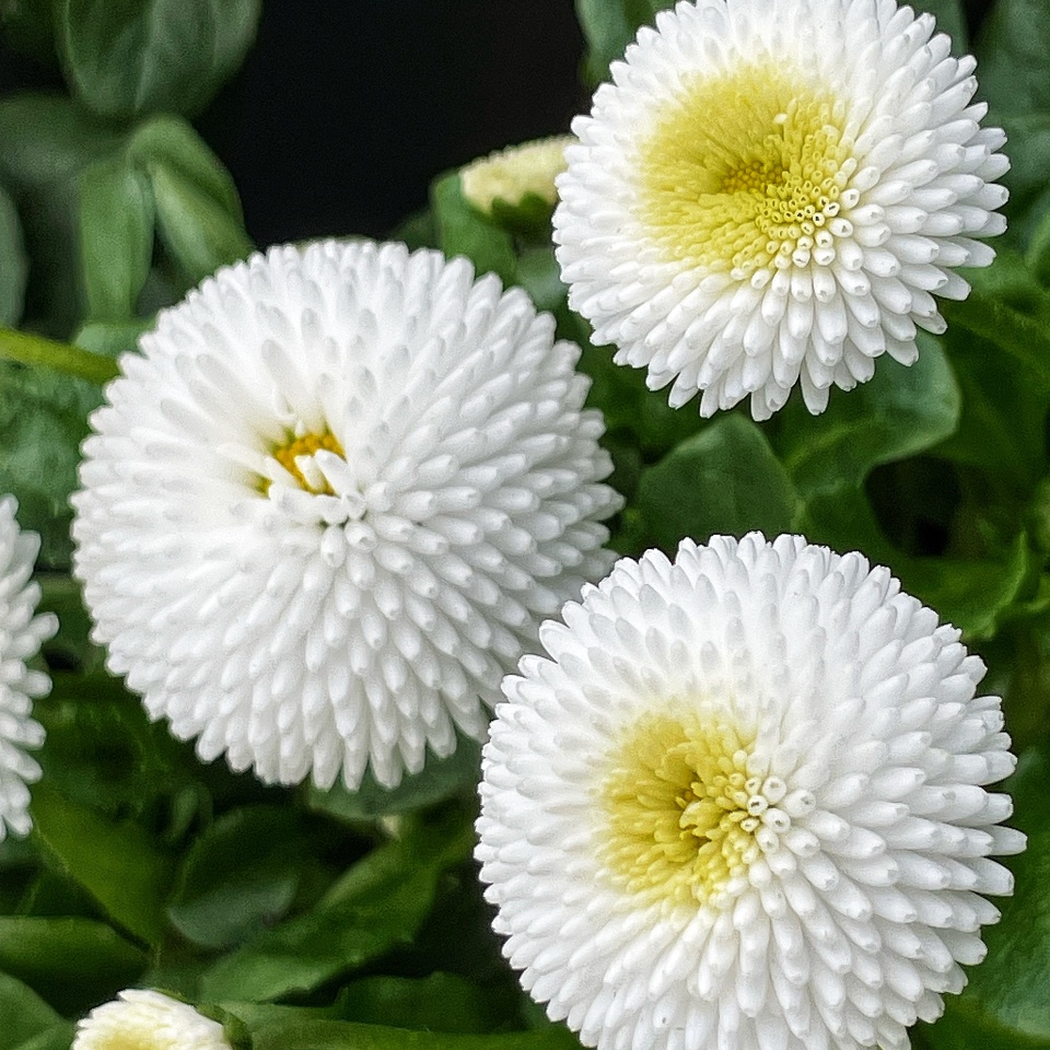 Flower Friday | corinthian | Blipfoto