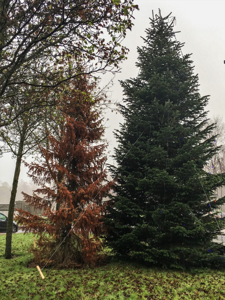 Tree of forgetfulness? | LomondLad | Blipfoto