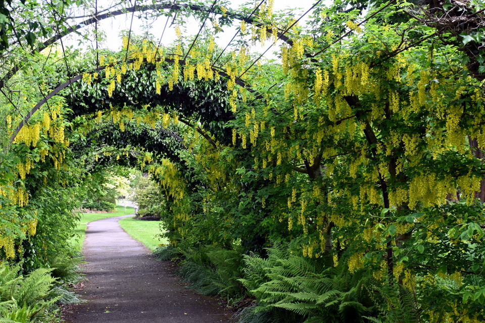 Laburnum and Ivy tunnel | Paola | Blipfoto